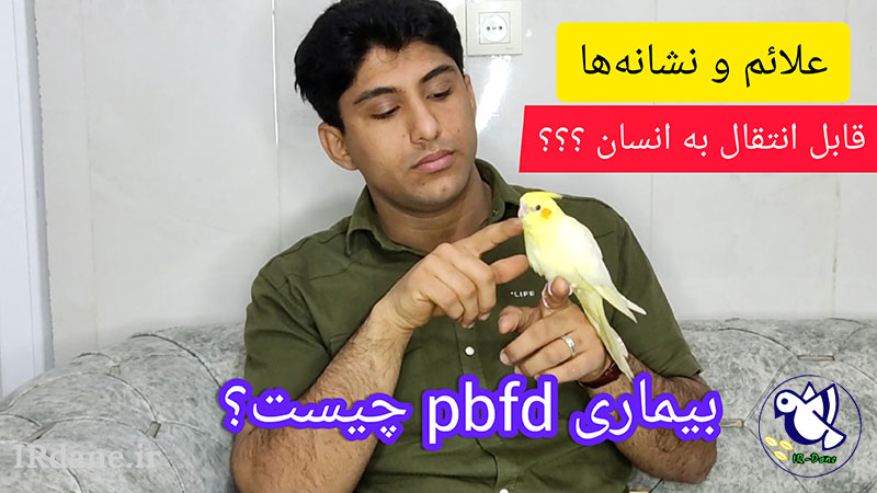 بیماری پی بی اف دی (pbfd) چیست؟{علائم،راه درمان،قابلیت تکثیر}